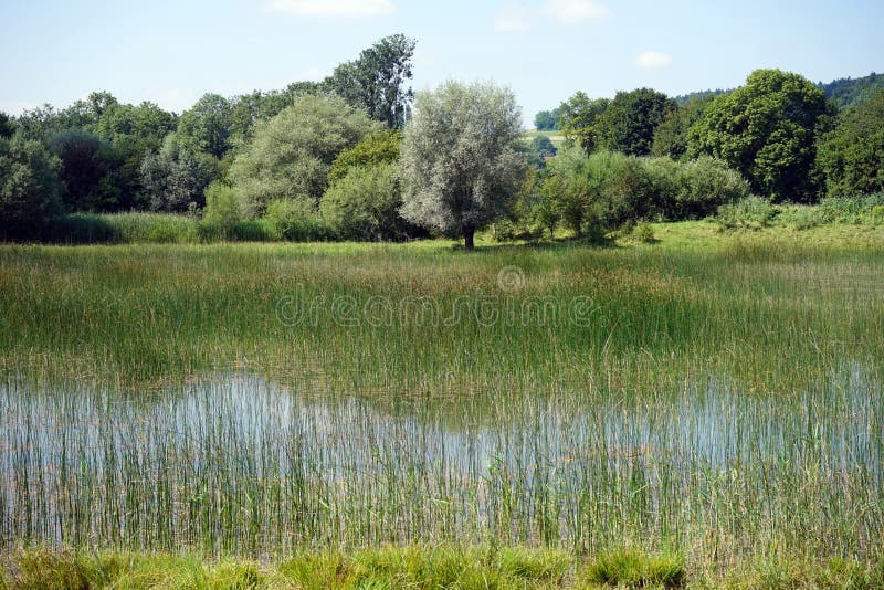 Lake with cane stock image. Image of summer, blue, river - 65023255
