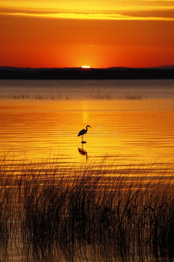Lake Champlain Bird and Golden Sunrise Stock Image - Image of blue ...