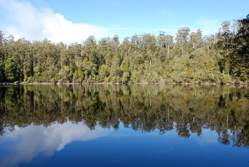 Lake Chisholm Forest Reserve Stock Photo - Image of scenery, tranquil ...