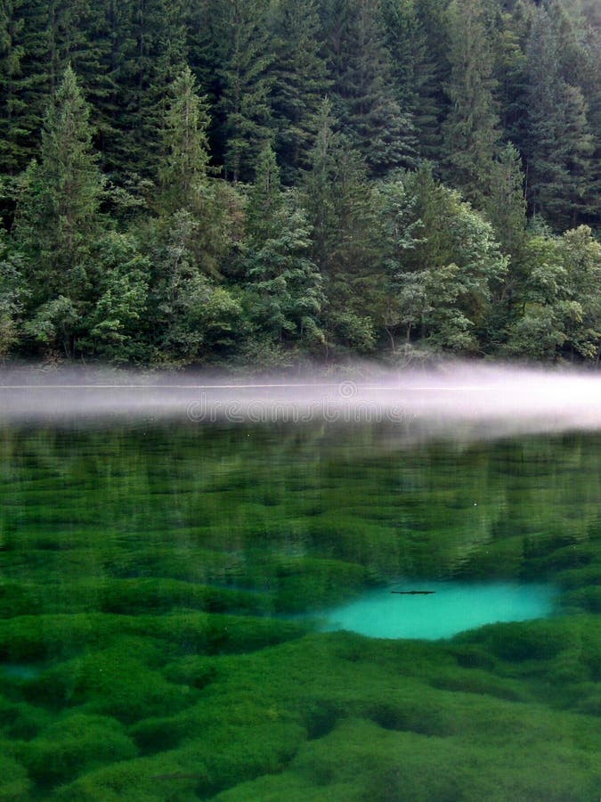 Lake with Clear Water, Forest and Fish Stock Image - Image of cleanness ...