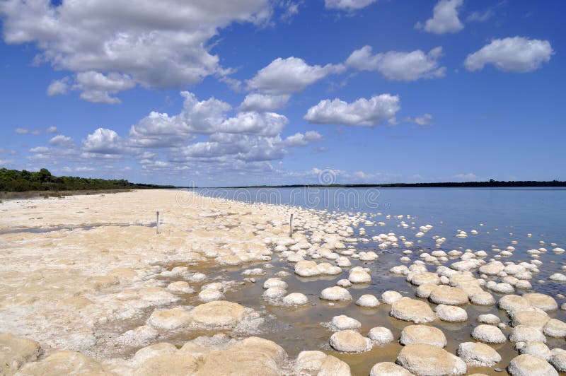 Anhinga, Black Swan Lake in Perth, Australia Stock Photo - Image of ...