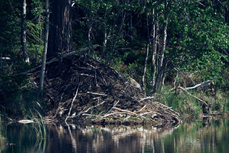Lake and a Coast with Trees, Mud and Branches Reflecting on the Water ...