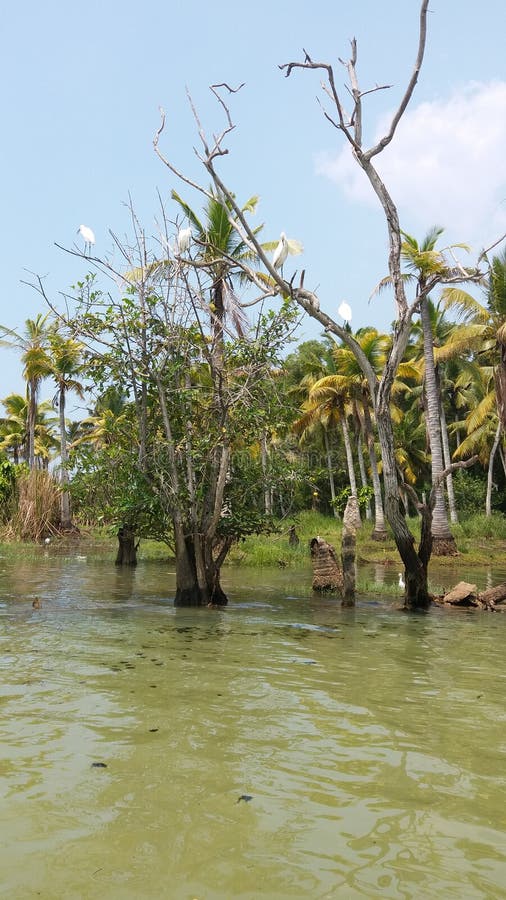 Lake of cochin in kerala stock image. Image of rivar - 183859953
