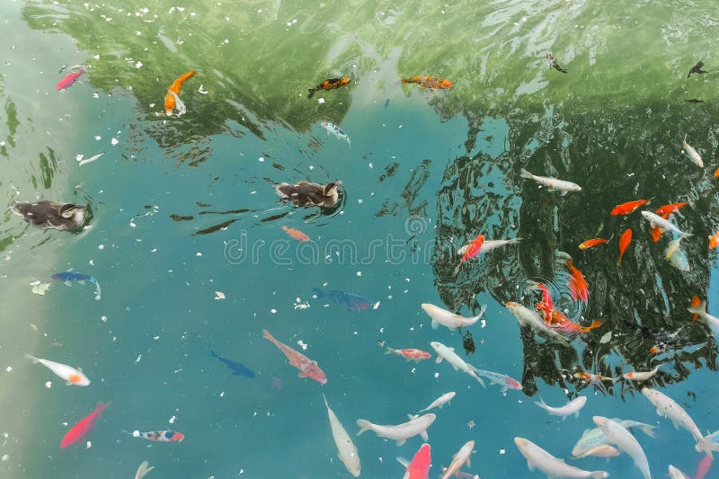 A Lake with Colorful Carp, Fish and Ducks Stock Photo - Image of carp ...