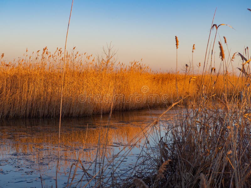 Reed sunset stock image. Image of beautiful, river, lake - 24019007