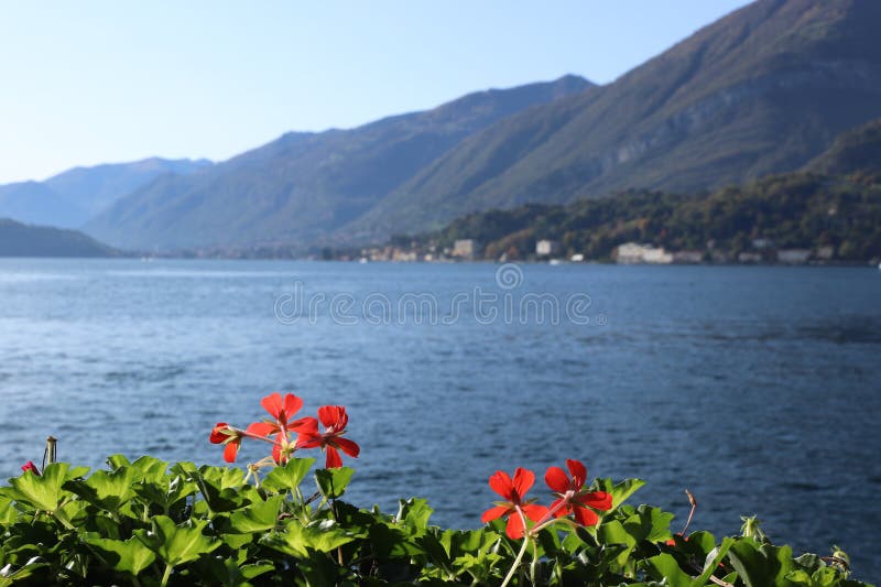 Lake Como in Italy with Red Flowers in the Front Stock Photo - Image of ...
