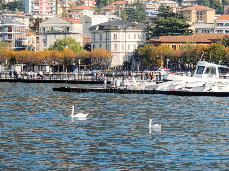 Lake Como editorial photo. Image of lake, clear, bird - 96213126