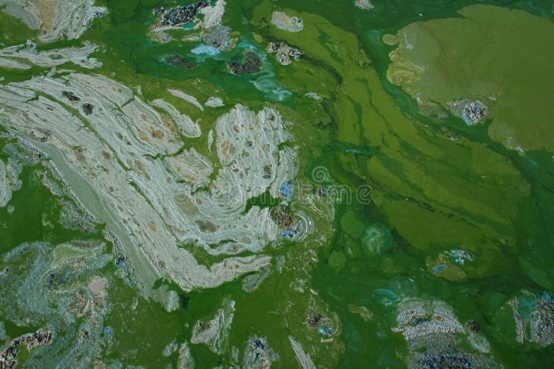 Lake Covered with Colorful Algae Stock Photo - Image of colors, forming ...