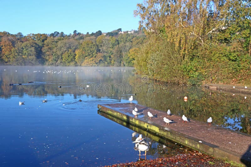 Lake at Decoy Country Park, Devon, in Autumn Stock Photo - Image of ...