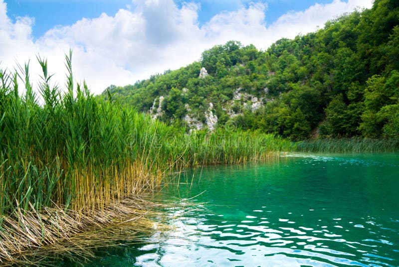 Lake in deep forest stock image. Image of lake, green - 6729887