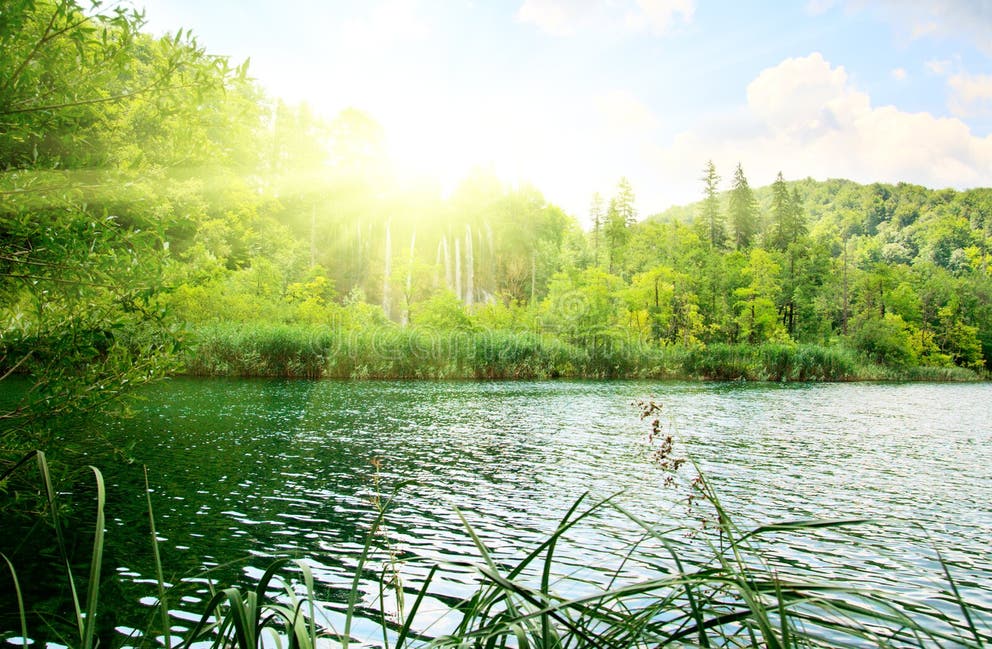 Lake in deep forest stock photo. Image of stone, pond - 6869498