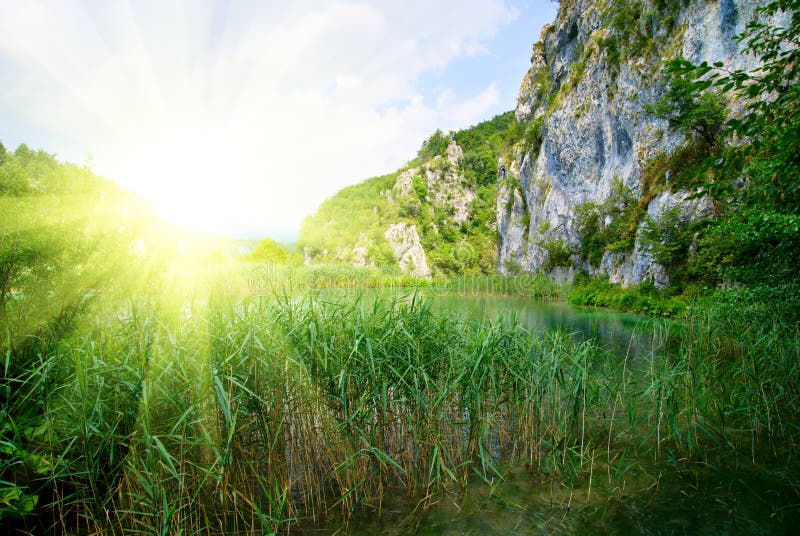 Lake in deep forest stock image. Image of beautiful, bright - 6945029