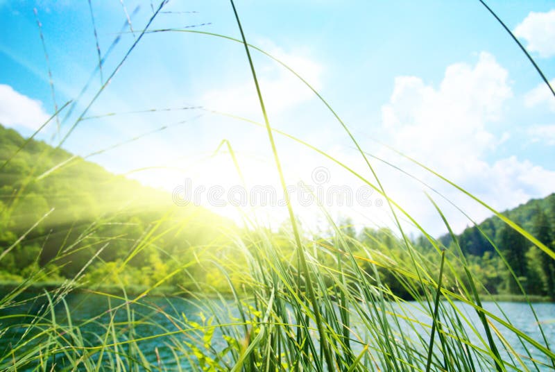 Lake in deep forest stock photo. Image of reflection, stone - 6945132