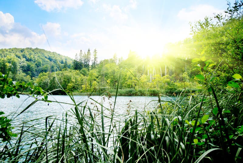 Lake in deep forest stock photo. Image of outdoor, green - 6945206