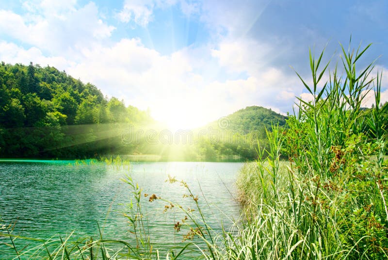 Lake in deep forest stock photo. Image of pond, park, nature - 7060880