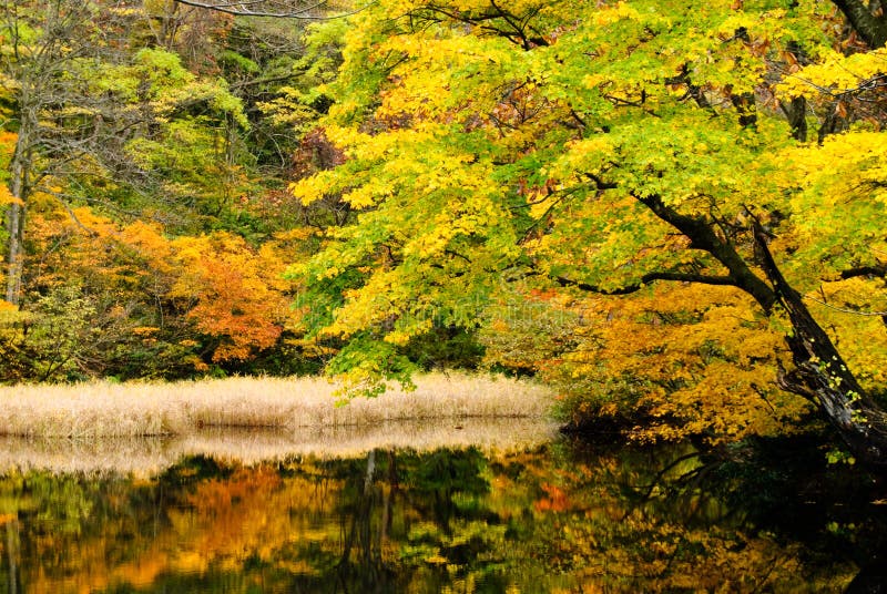 Lake in deep forest stock image. Image of mirror, beautiful - 7151319