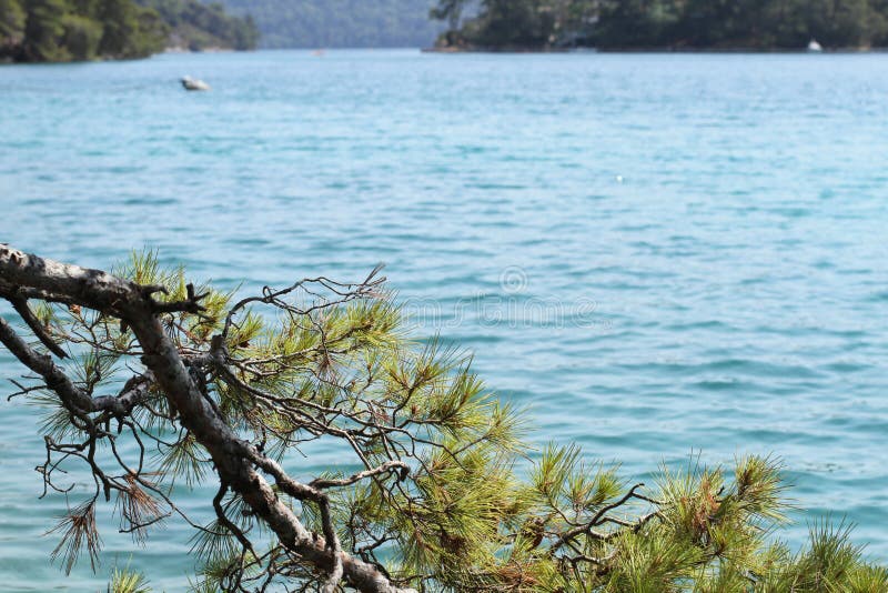 Lake in deep forest. stock image. Image of horizon, panorama - 101548933