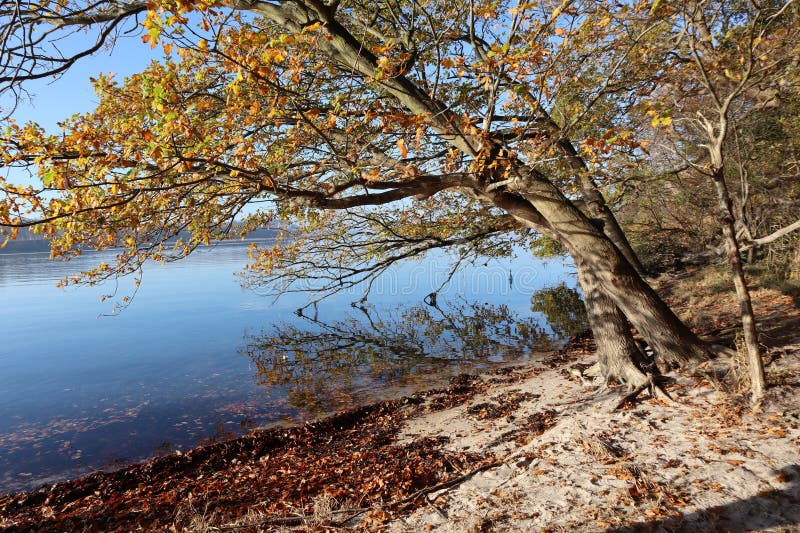 Lake in Denmark in the Fall Stock Photo - Image of fall, lake: 327223190