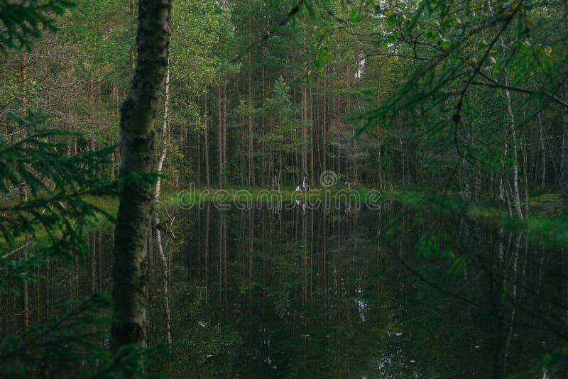 Lake in Dense Forest with Reflection on Water Stock Photo - Image of ...