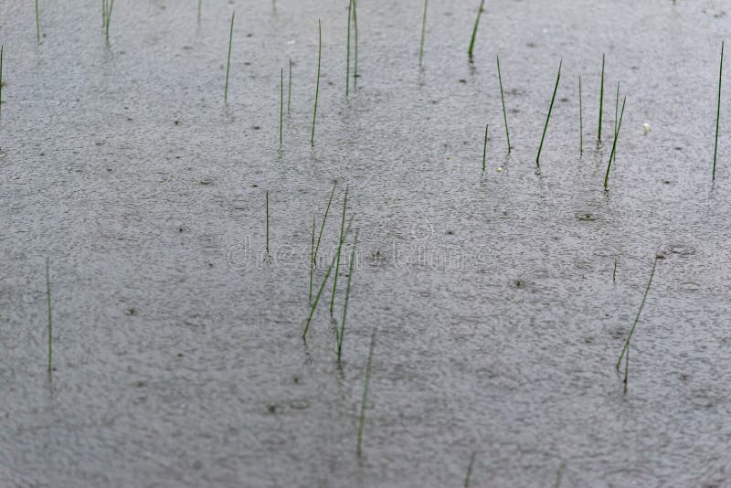 Lake with drops stock image. Image of cold, stormy, dripped - 217140095