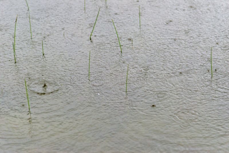 Lake with drops stock image. Image of nature, rain, lake - 217987619