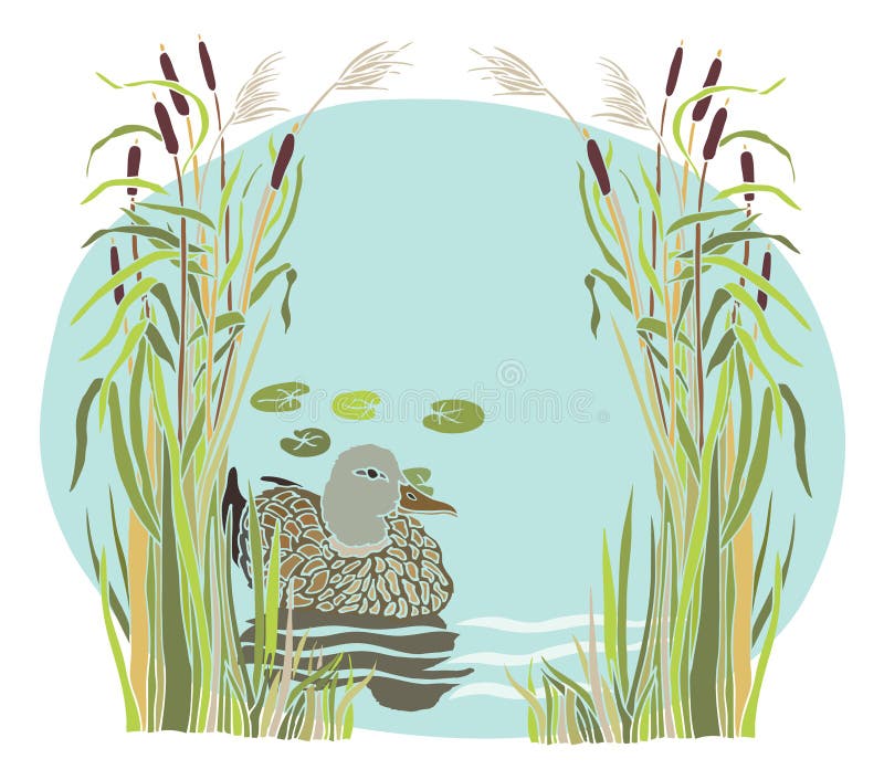 Lake and duck in the reeds stock vector. Illustration of bird - 49083482