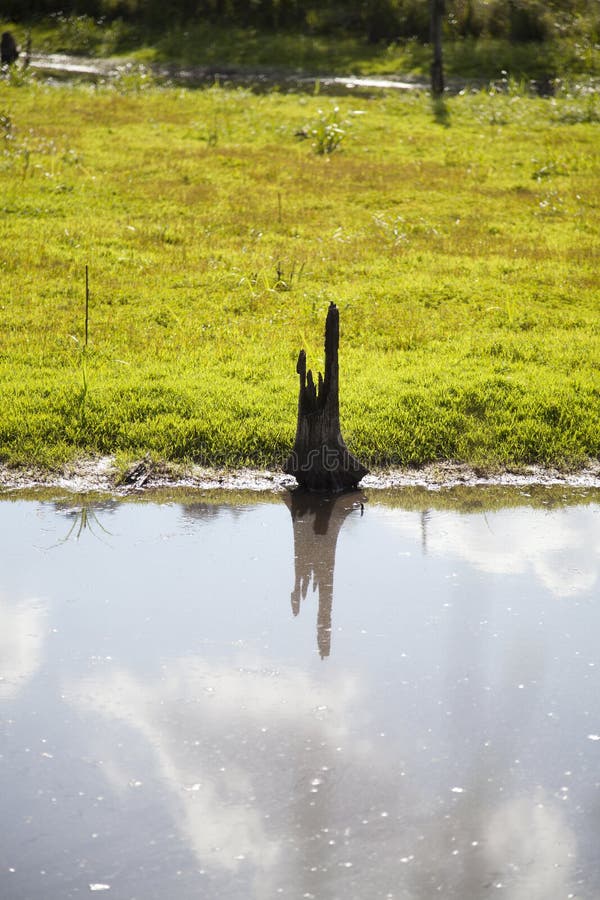 Lake Edge stock photo. Image of national, algae, cypress - 86250706