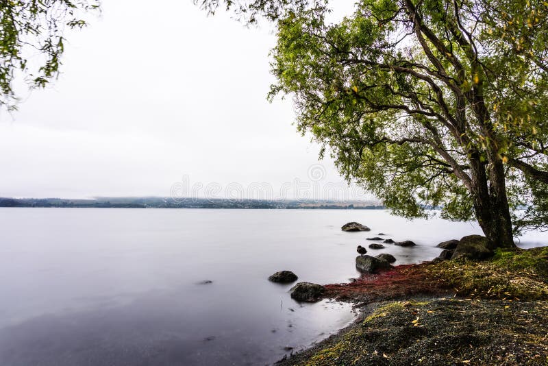 Lake Edge with Tree on Overcast Misty Morning Stock Image - Image of ...
