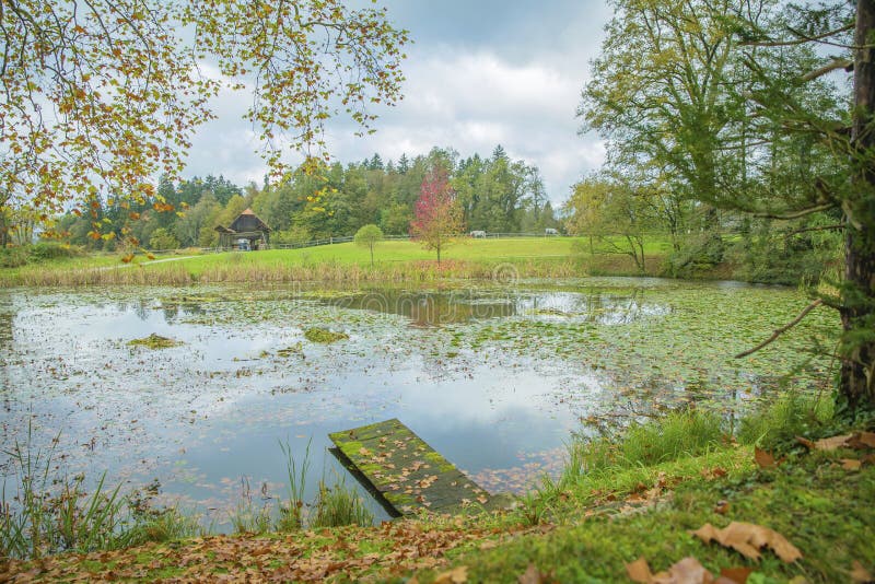 Lake with Fallen Autumn Leaves Stock Photo - Image of color, fall ...