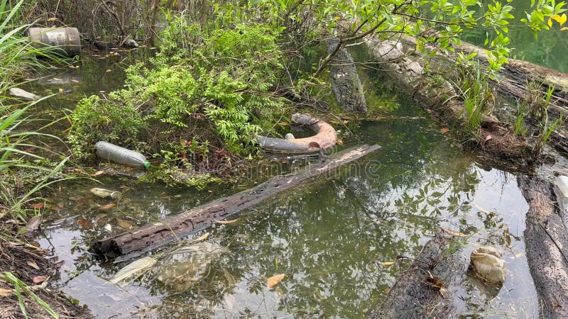 Lake with Fallen Tree and Polluted with Trash. Stock Footage - Video of ...