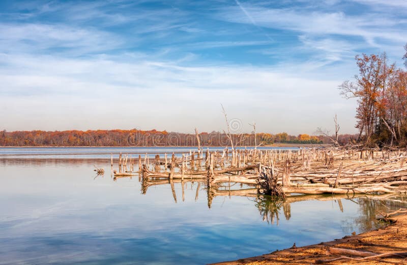 Lake and Fallen Trees stock image. Image of droughts - 39039361