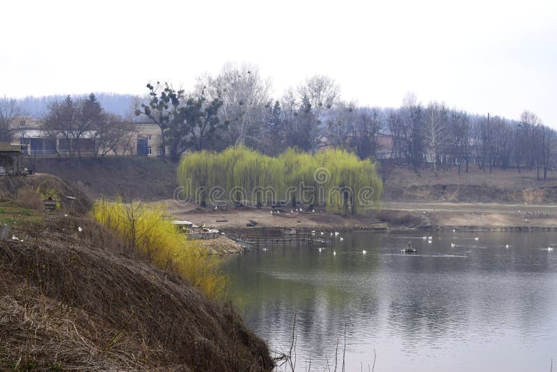 Lake&farm stock image. Image of lake, tree, morning - 89873861
