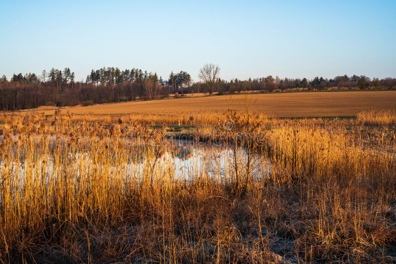 Lake with Field and Trees in the Background in the Morning Stock Image ...