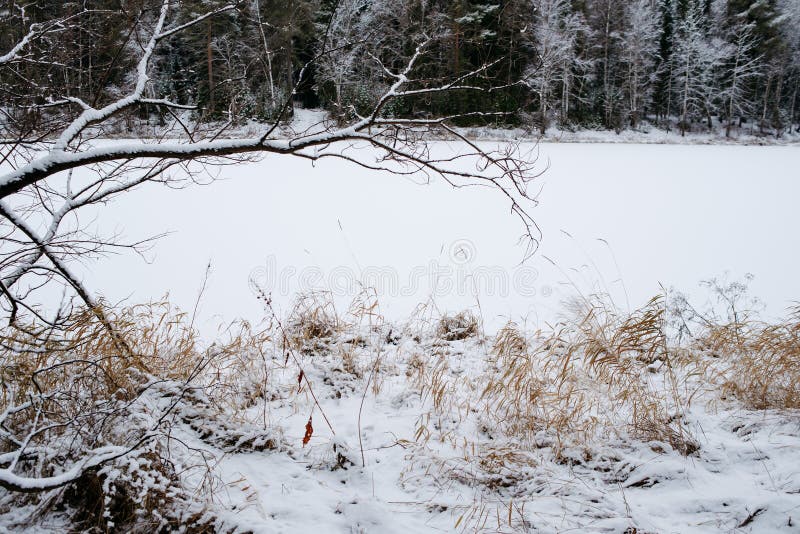 Lake after the First Snowfall Stock Photo - Image of postcard, forest ...