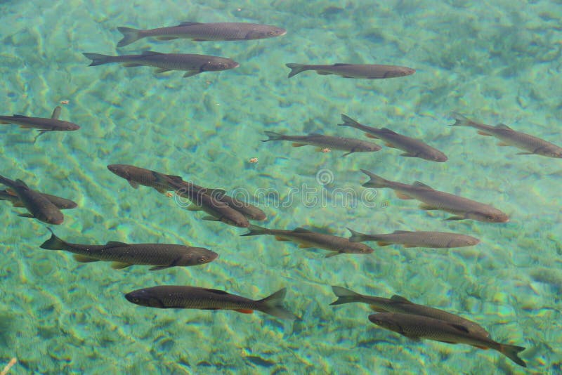Lake fish stock image. Image of fishing, pond, plitvice - 26081531