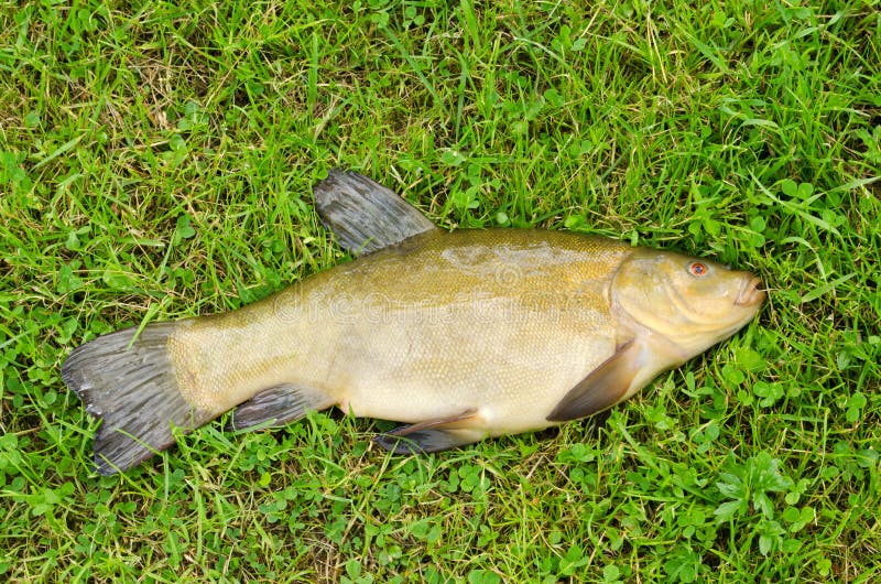 Lake Fish Tench with Orange Eye on Green Grass Stock Photo - Image of ...
