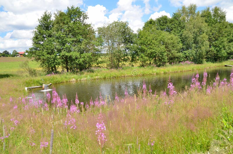 Lake with flowers stock photo. Image of spring, summer - 30388304