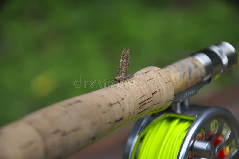 Lake fly sitting on a rod stock photo. Image of leisure - 21063742