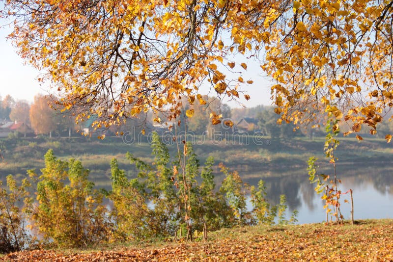 Lake foliage two stock photo. Image of yellow, bush - 129367382
