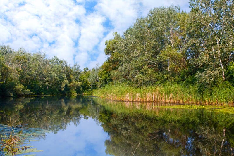 Lake in forest stock image. Image of summer, travel, shore - 11650289