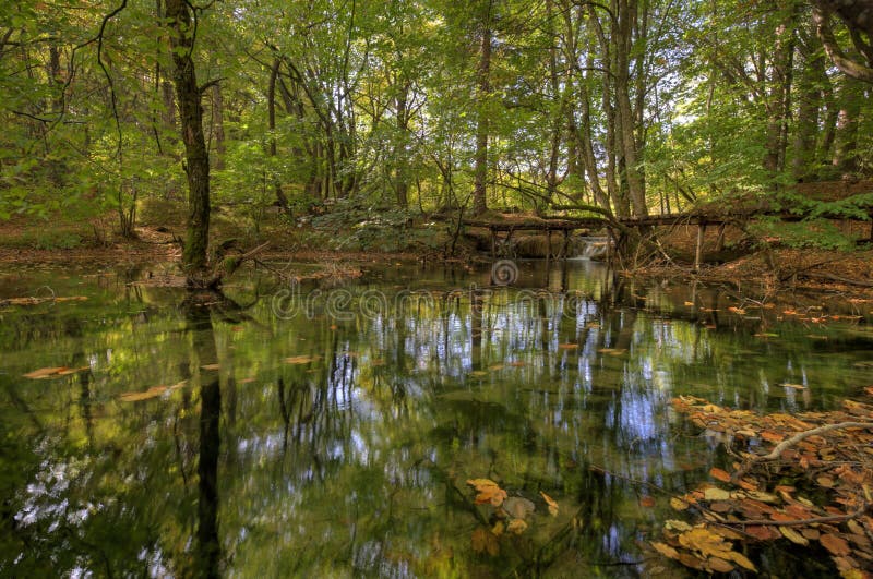 Lake In Forest Picture. Image: 21515583