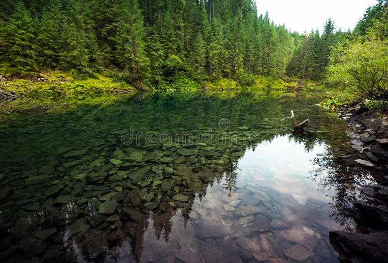 Lake in forest stock image. Image of leaf, lush, nonurban - 27400017