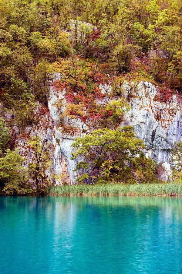 Lake and forest stock photo. Image of grass, clear, environment - 8911326