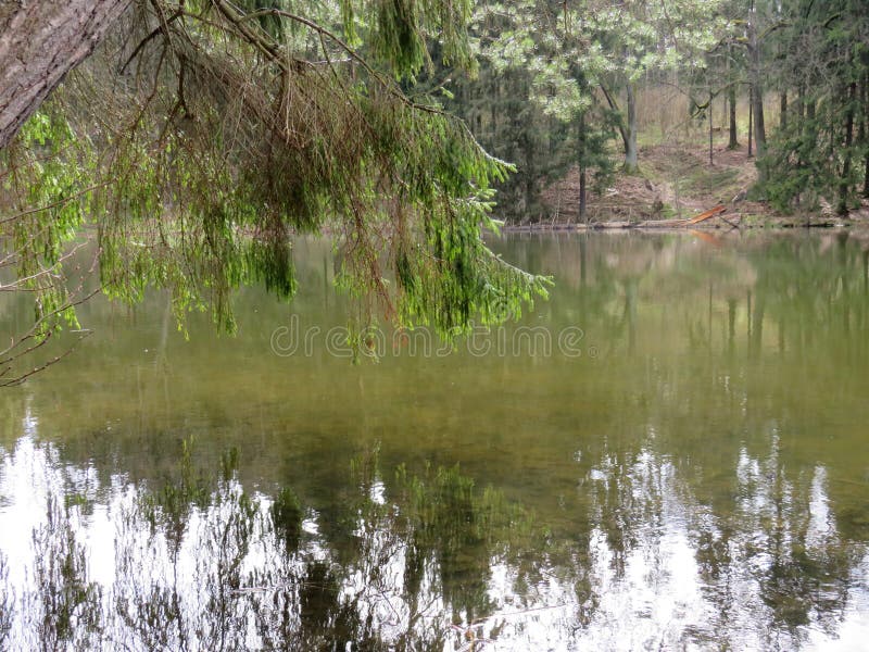 Lake in the Forest in April Stock Image - Image of cleaning, springtime ...