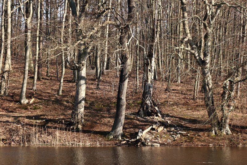 Lake in a Forest in Denmark Stock Photo - Image of danish, nature ...