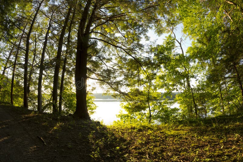 Lake Forest Dusk stock image. Image of nature, plants - 57539447