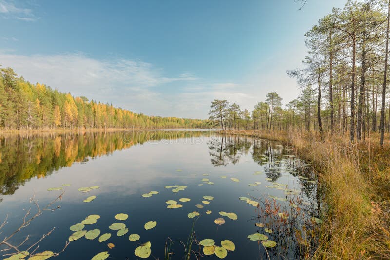 Lake in the forest stock photo. Image of beauty, pond - 259049848