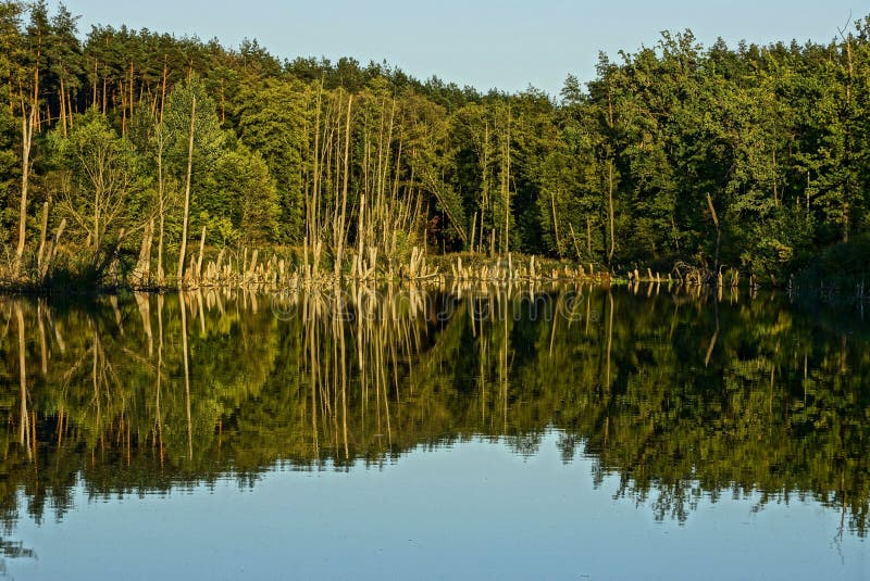 Lake in the Forest among the Pine Trees Stock Photo - Image of summer ...