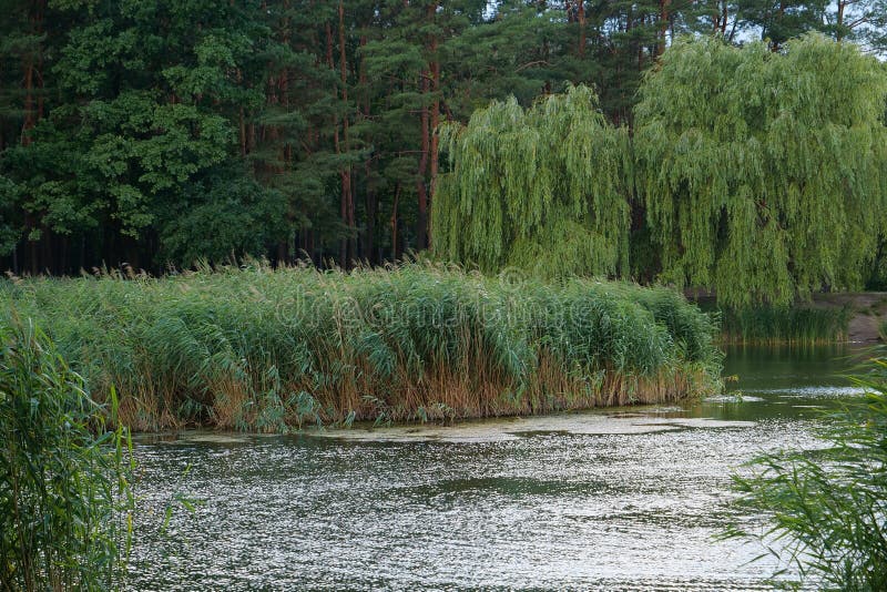Lake in the Forest, Reeds Grow on the Shore of the Lake, Wind Blows the ...