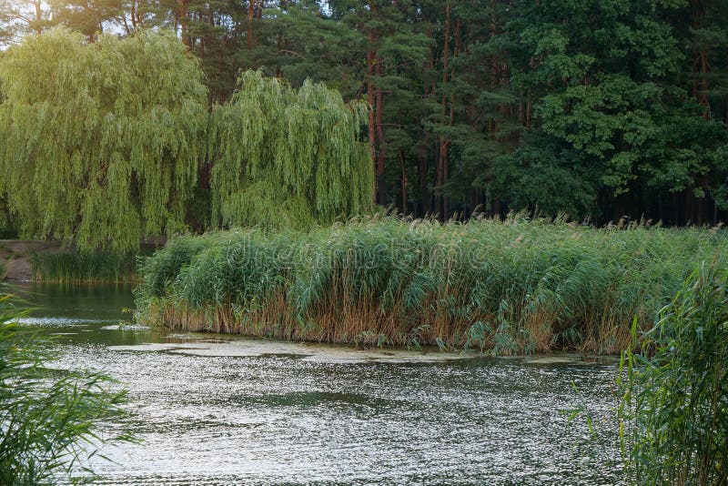 Lake in the Forest, Reeds Grow on the Shore of the Lake, Wind Blows the ...